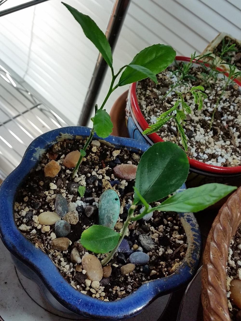 Photo of the seedling or young plant of Lemon (Citrus x limon) posted ...