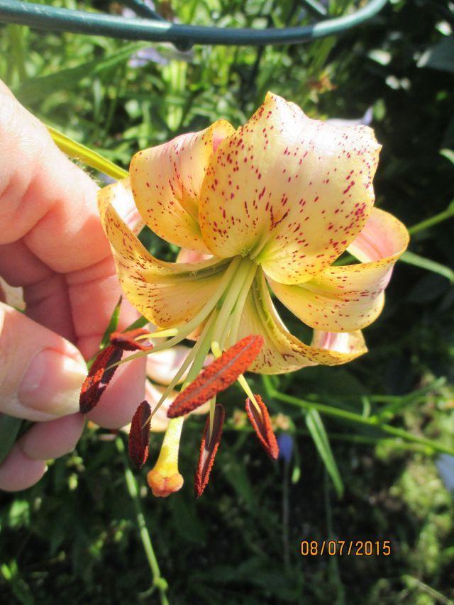 Lily (Lilium 'Peach Lace') in the Lilies Database - Garden.org