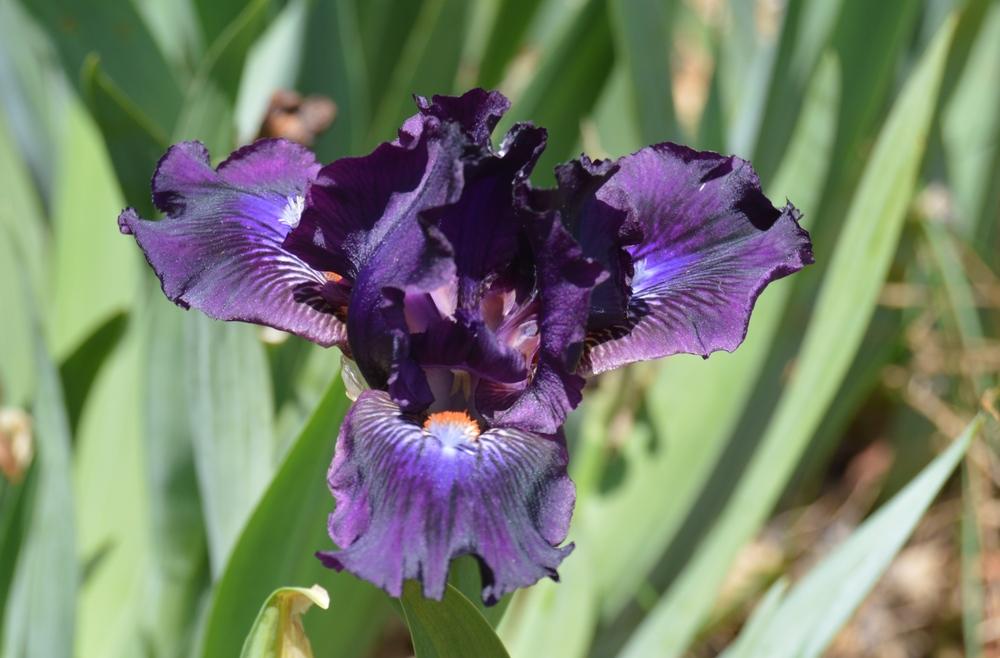 Photo of the bloom of Standard Dwarf Bearded Iris (Iris 'Purple Tiger ...