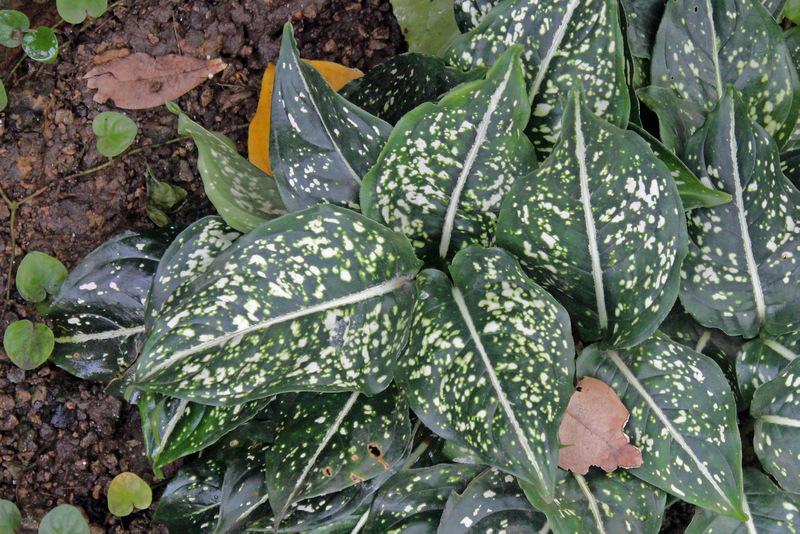 Aglaonemas: Plant Care and Collection of Varieties - Garden.org