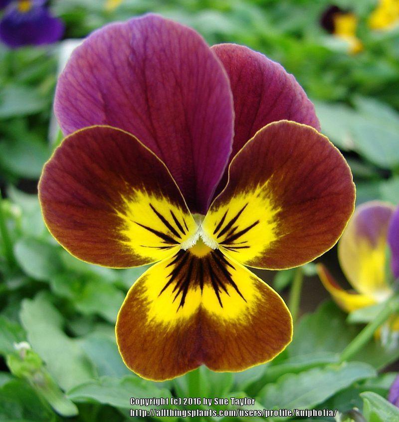 Horned Violet (Viola cornuta 'Babyface Ruby and Gold') in the Violas ...
