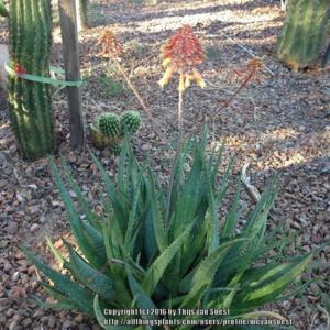 Aloe 'Rooikappie' in the Aloes Database - Garden.org