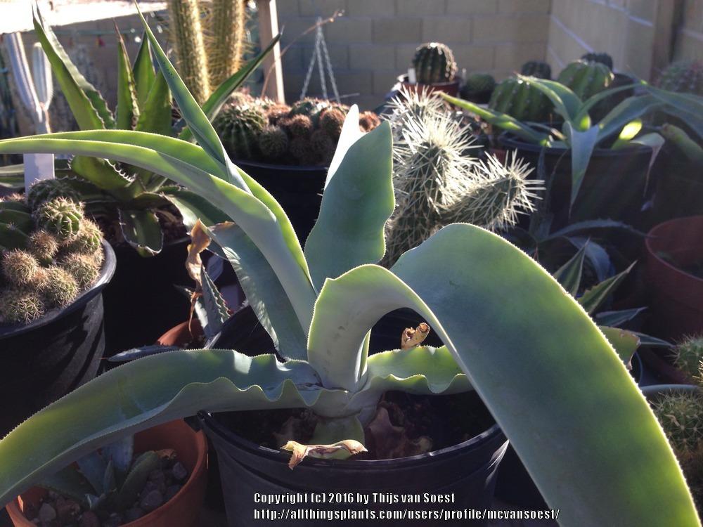 Photo of the seedling or young plant of Octopus Agave (Agave ...