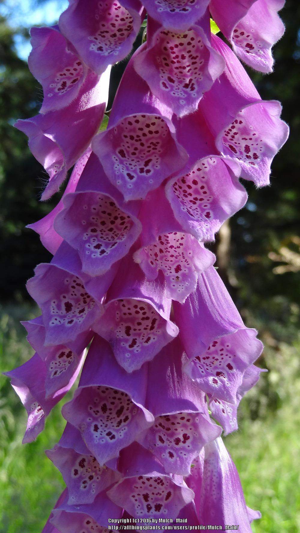Foxgloves: Plant Care and Collection of Varieties - Garden.org