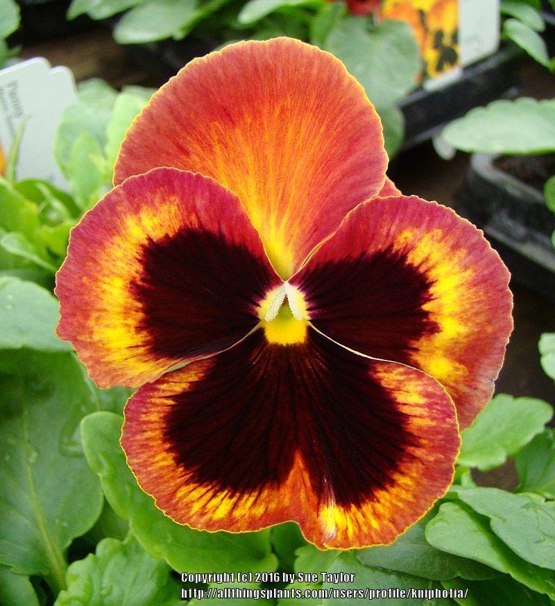 Violet (Viola Matrix™ Sunset) in the Violas Database - Garden.org