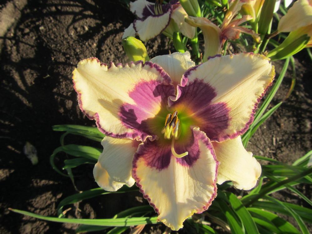 Daylily (Hemerocallis 'Bonibrae Lilacs and Lace') in the Daylilies Database - Garden.org