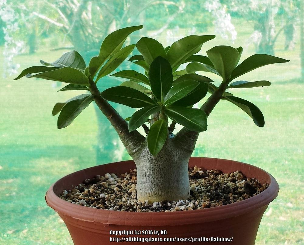 Adeniums: Plant Care and Collection of Varieties - Garden.org