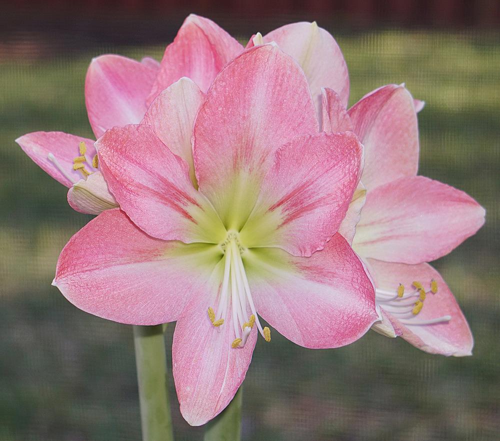 Amaryllis (Hippeastrum 'Pink Princess') in the Amaryllis Database ...