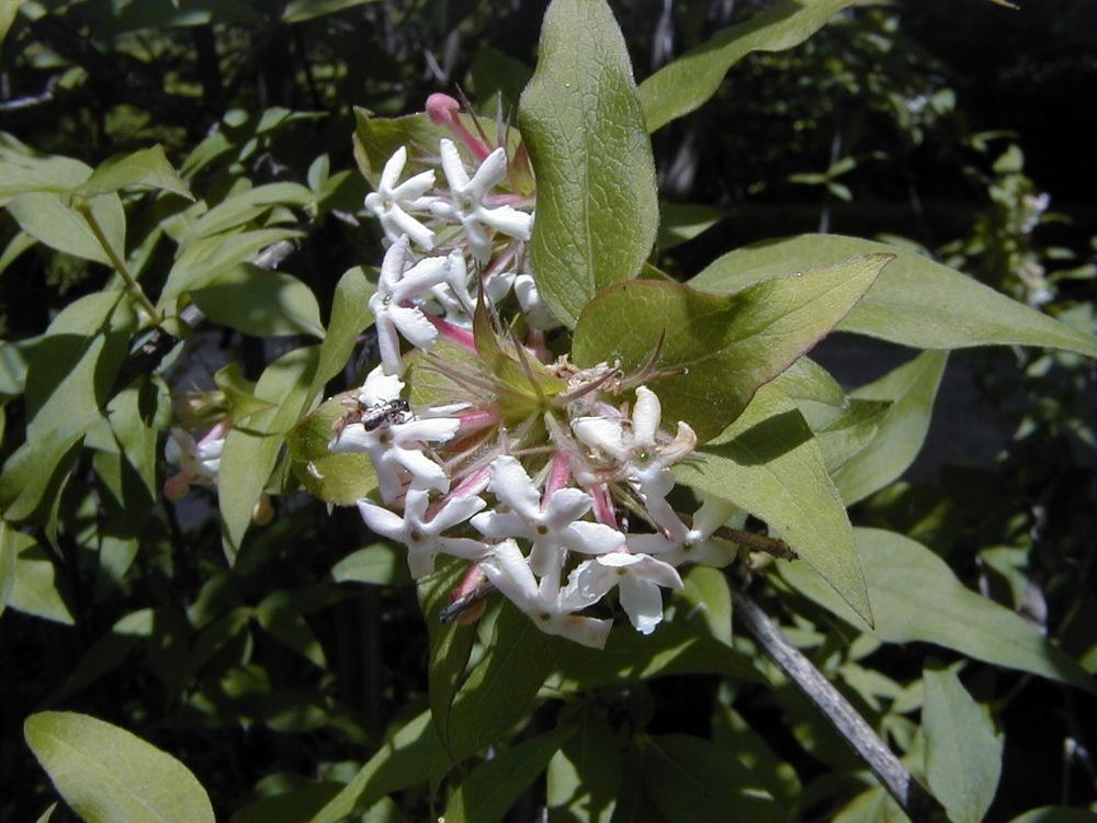 Indian Abelia (Zabelia triflora) in the Abelias Database - Garden.org