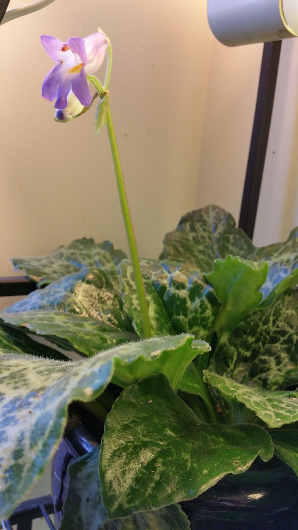 Photo of the bloom of Chirita (Primulina dryas 'Hisako') posted by ...