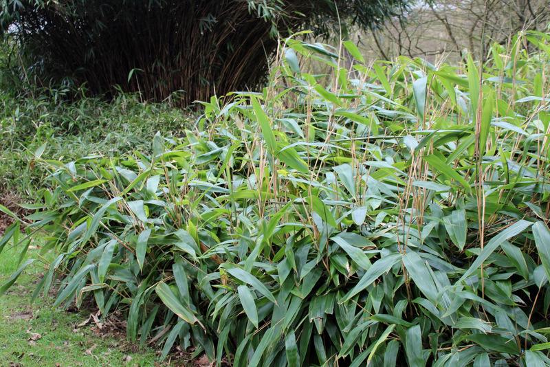 Japanese Broadleaf Bamboo (Indocalamus tessellatus) - Garden.org