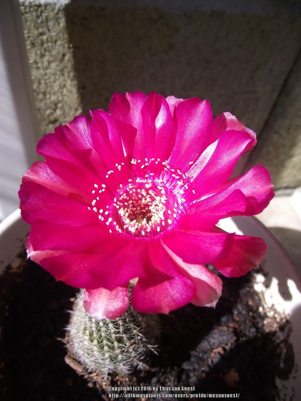 Echinopsis Hybrid (Echinopsis 'Seismic Shimmer') - Garden.org