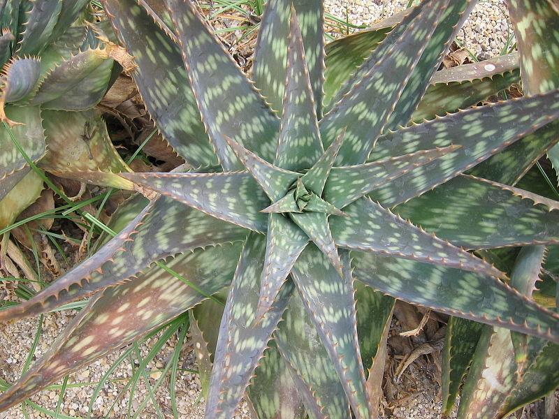 Photo of the entire plant of Soap Aloe (Aloe maculata subsp. maculata ...