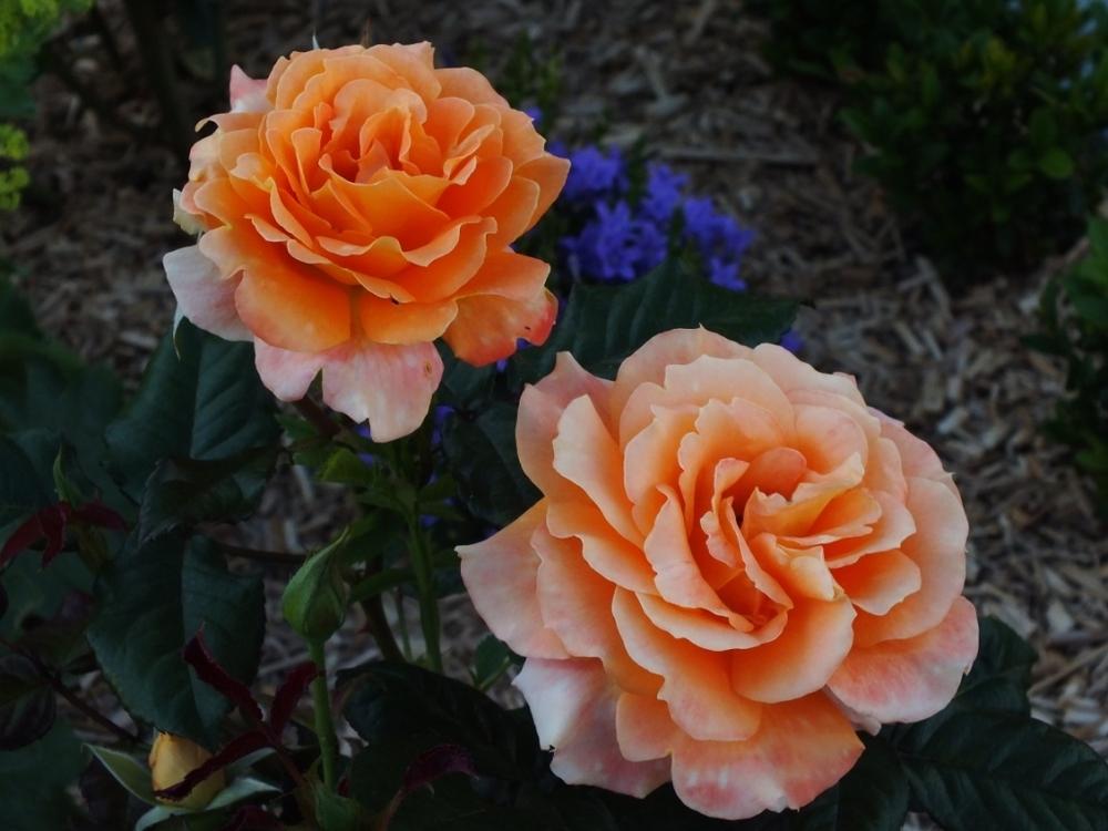 Photo of the bloom of Rose (Rosa 'Flora Danica') posted by sunnyvalley ...