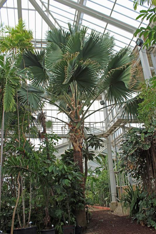 Photo of the entire plant of Hispaniola Palmetto (Sabal domingensis ...