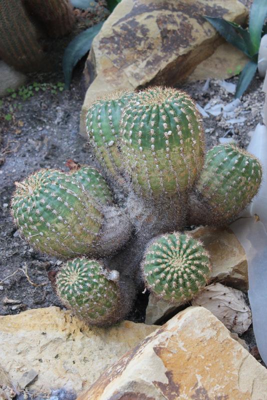 Matucana (Matucana intertexta) - Garden.org