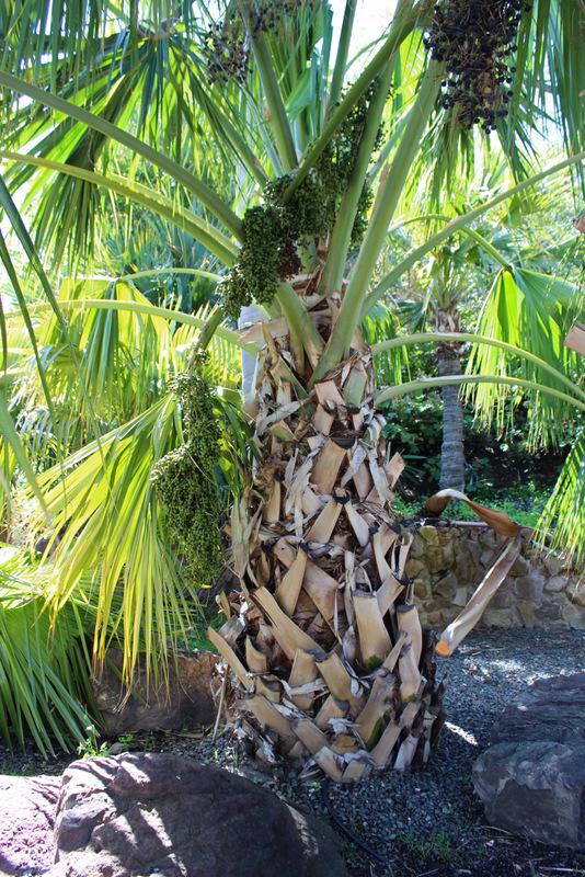 Photo of the entire plant of Hispaniola Palmetto (Sabal domingensis ...