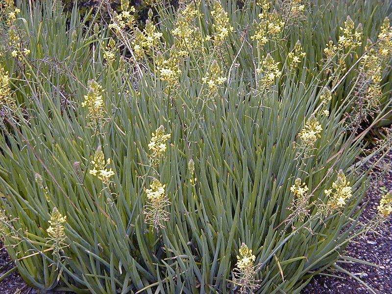 Photo of the entire plant of Stalked Bulbine (Bulbine frutescens ...