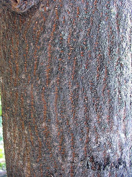 Photo of the stem, scape, stalk or bark of Paper Mulberry (Broussonetia ...