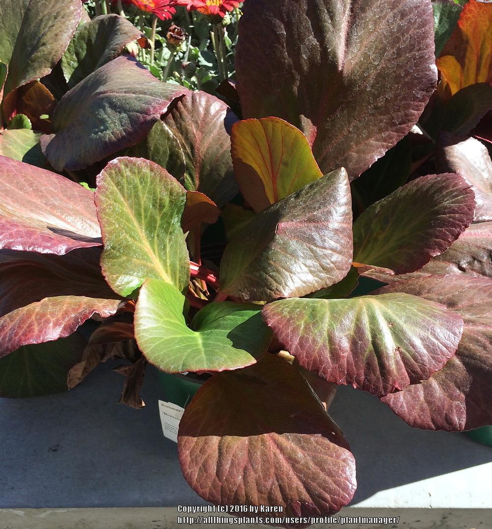 Bergenia (Bergenia crassifolia 'Bressingham Ruby') - Garden.org