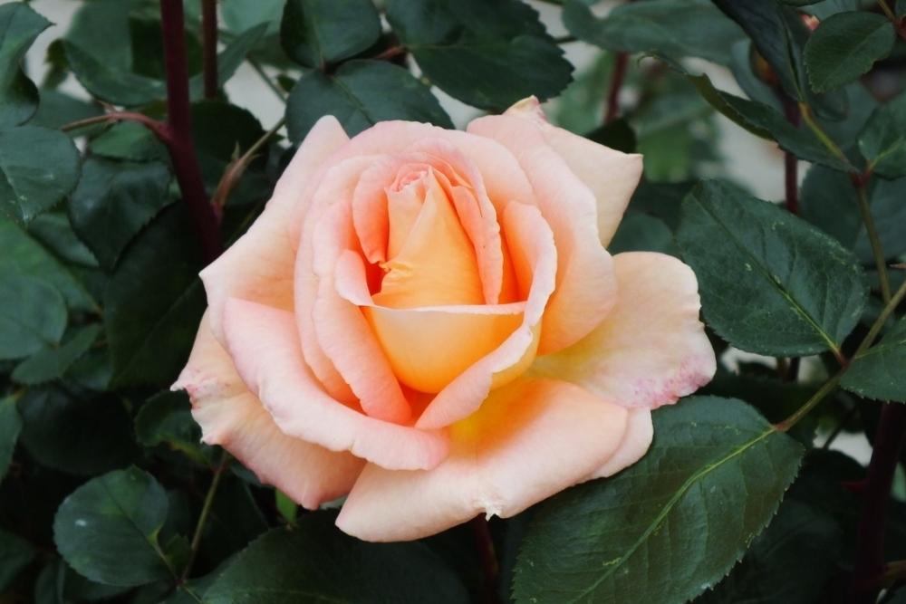 Rose (Rosa 'King's Macc') in the Roses Database - Garden.org