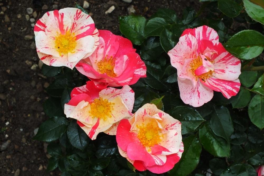 Rose (Rosa 'Mind Games') in the Roses Database - Garden.org