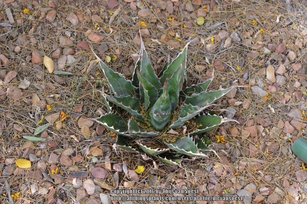Agaves: Plant Care and Collection of Varieties - Garden.org