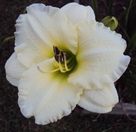 white,white, white in the Daylilies forum - Garden.org