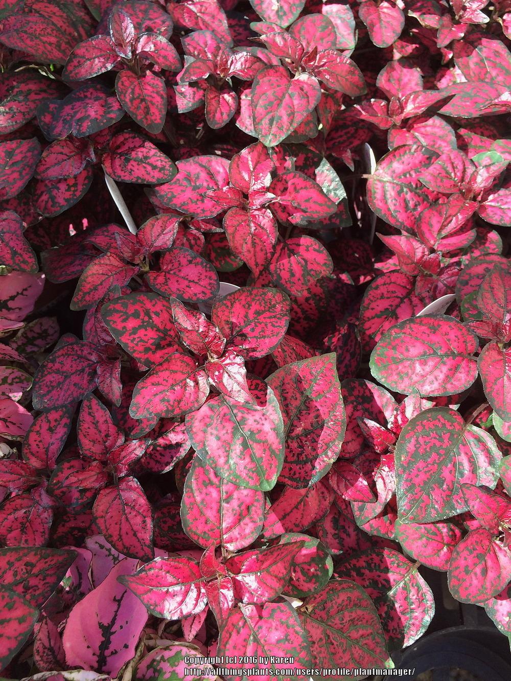 Polka-Dot Plant (Hypoestes phyllostachya Splash Select™ Red) - Garden.org