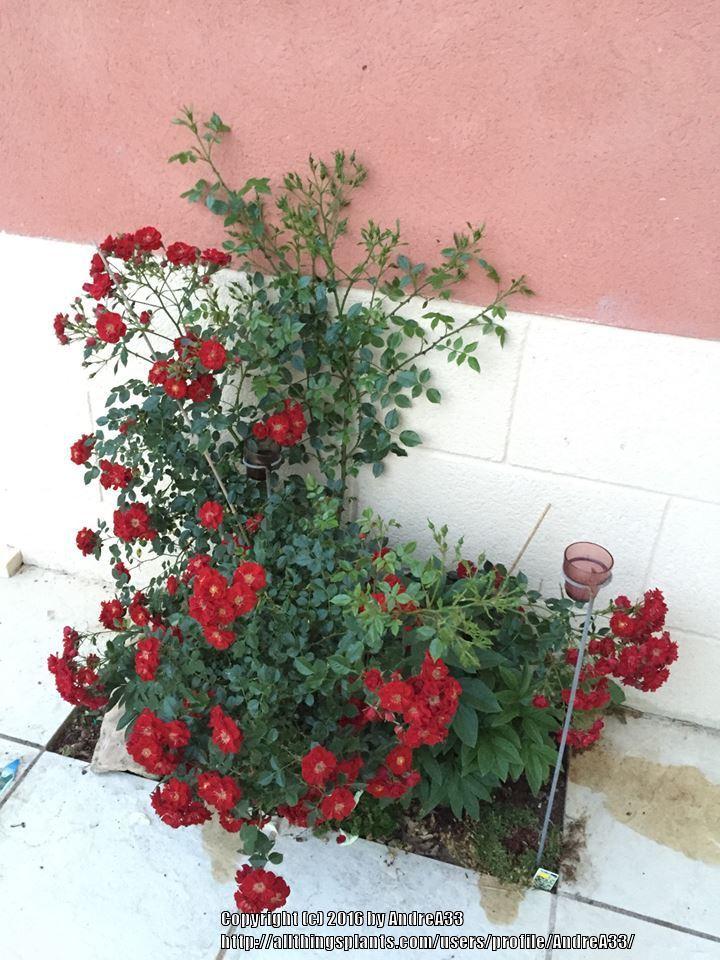 Groundcover Rose (Rosa 'Velvet Flower Carpet') in the Roses Database ...