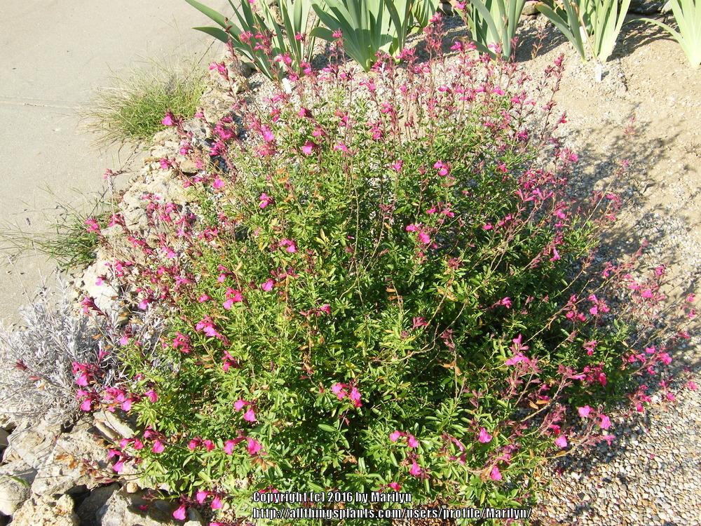 Photo of the bloom of Autumn Sage (Salvia greggii 'Wild Thing') posted ...