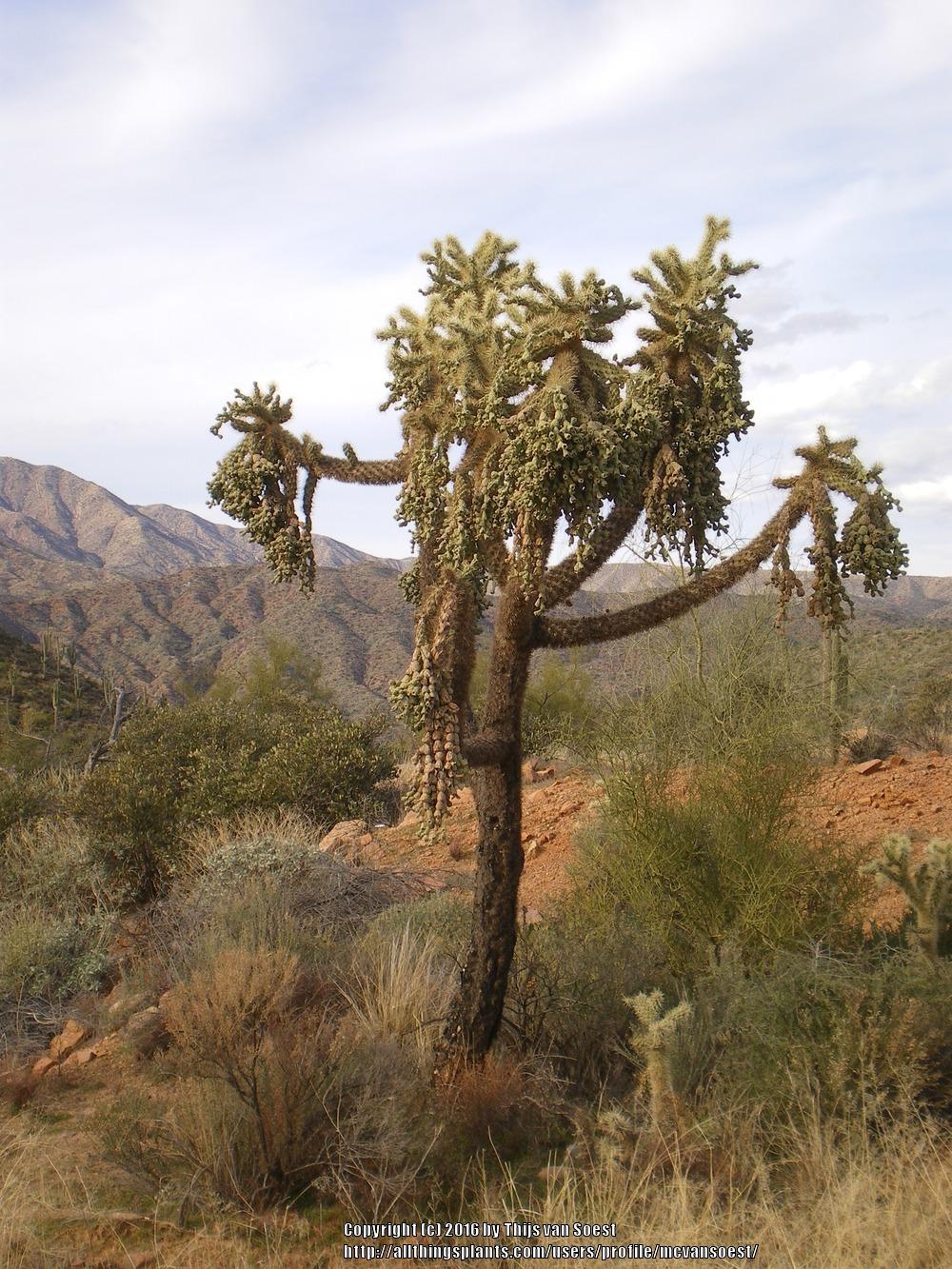 Chollas: Plant Care and Collection of Varieties - Garden.org