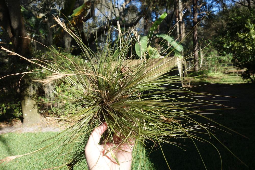 Photo of the entire plant of Southern needleleaf (Tillandsia setacea ...