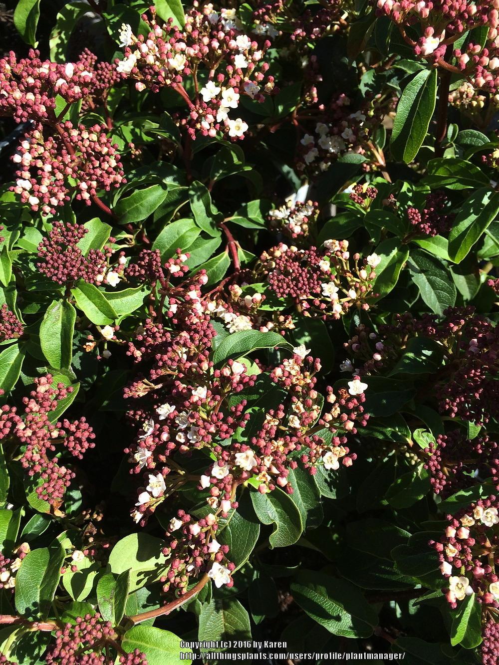 Photo of the entire plant of Laurustinus (Viburnum tinus 'Compactum ...