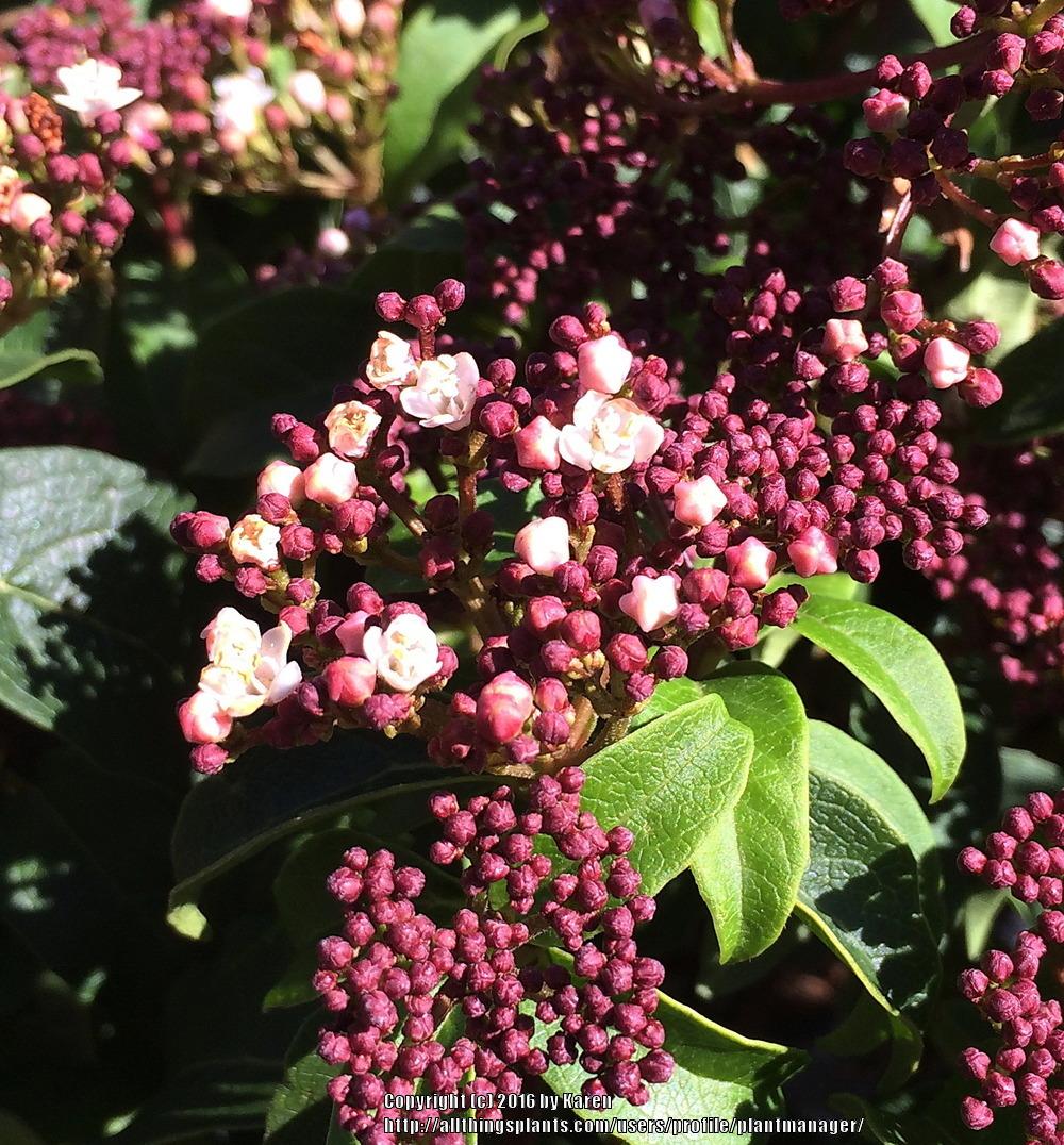 Viburnums: Plant Care and Collection of Varieties - Garden.org