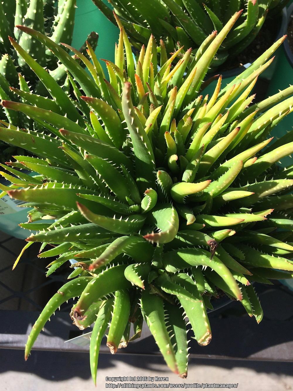 Photo of the entire plant of Aloe 'Crosby's Prolific' posted by ...