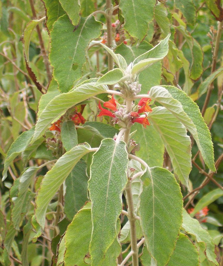 Himalayan Mint Shrub (Colquhounia coccinea) - Garden.org