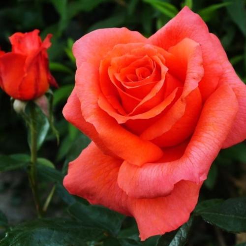 Rose (Rosa 'Anne Vanderlove') in the Roses Database - Garden.org