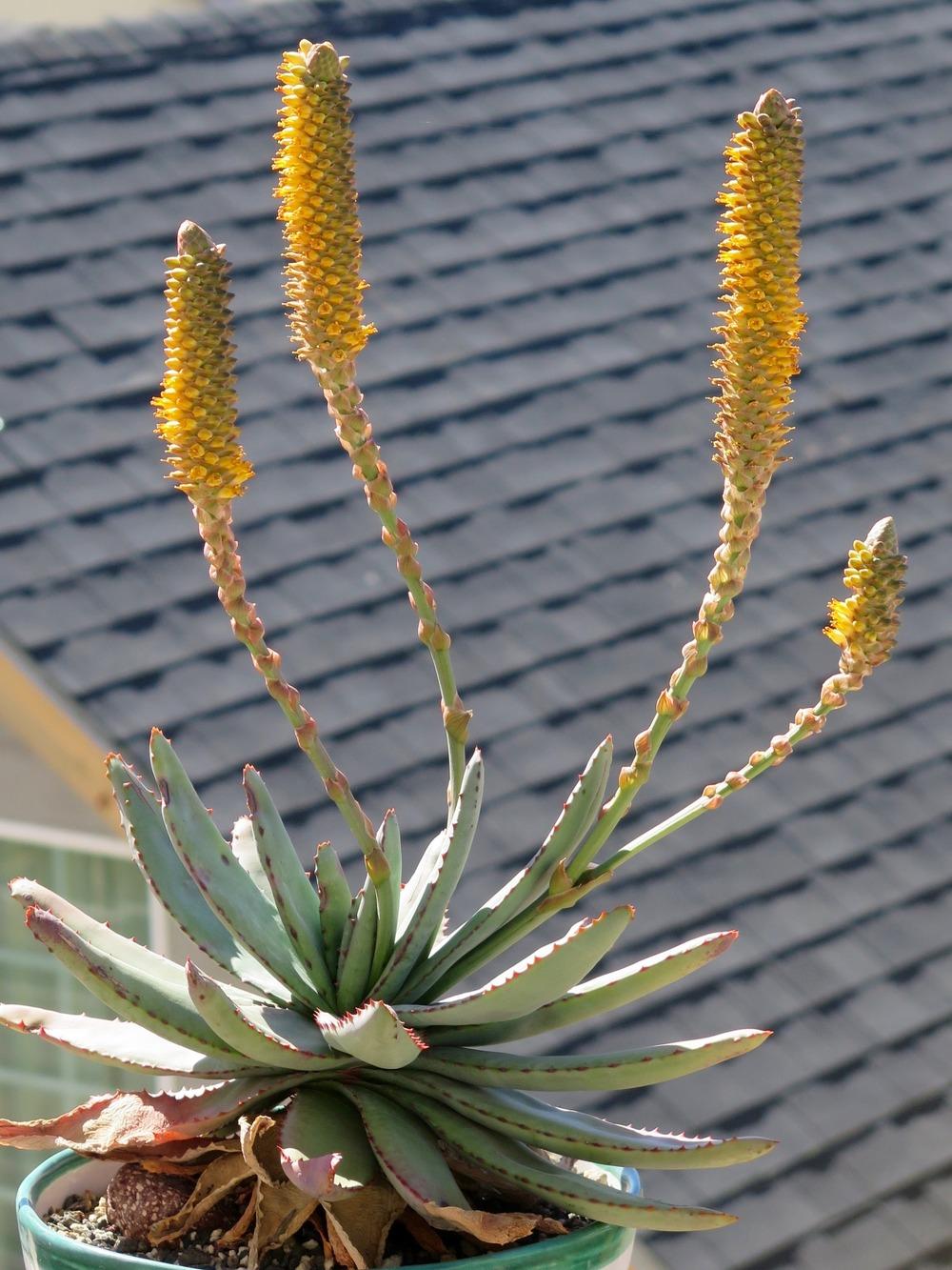 Photo of the entire plant of Aloe (Aloe conifera) posted by Baja ...