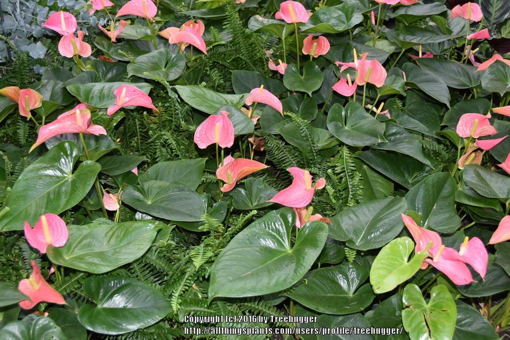 Photo of the leaves of Flamingo Flower (Anthurium Alabama Pink®) posted ...