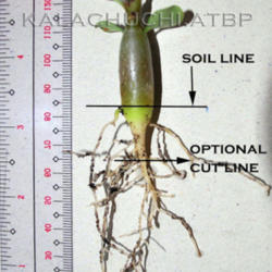 Adeniums forum: A Result of Tap Root Cutting vs. Not Cut - Garden.org