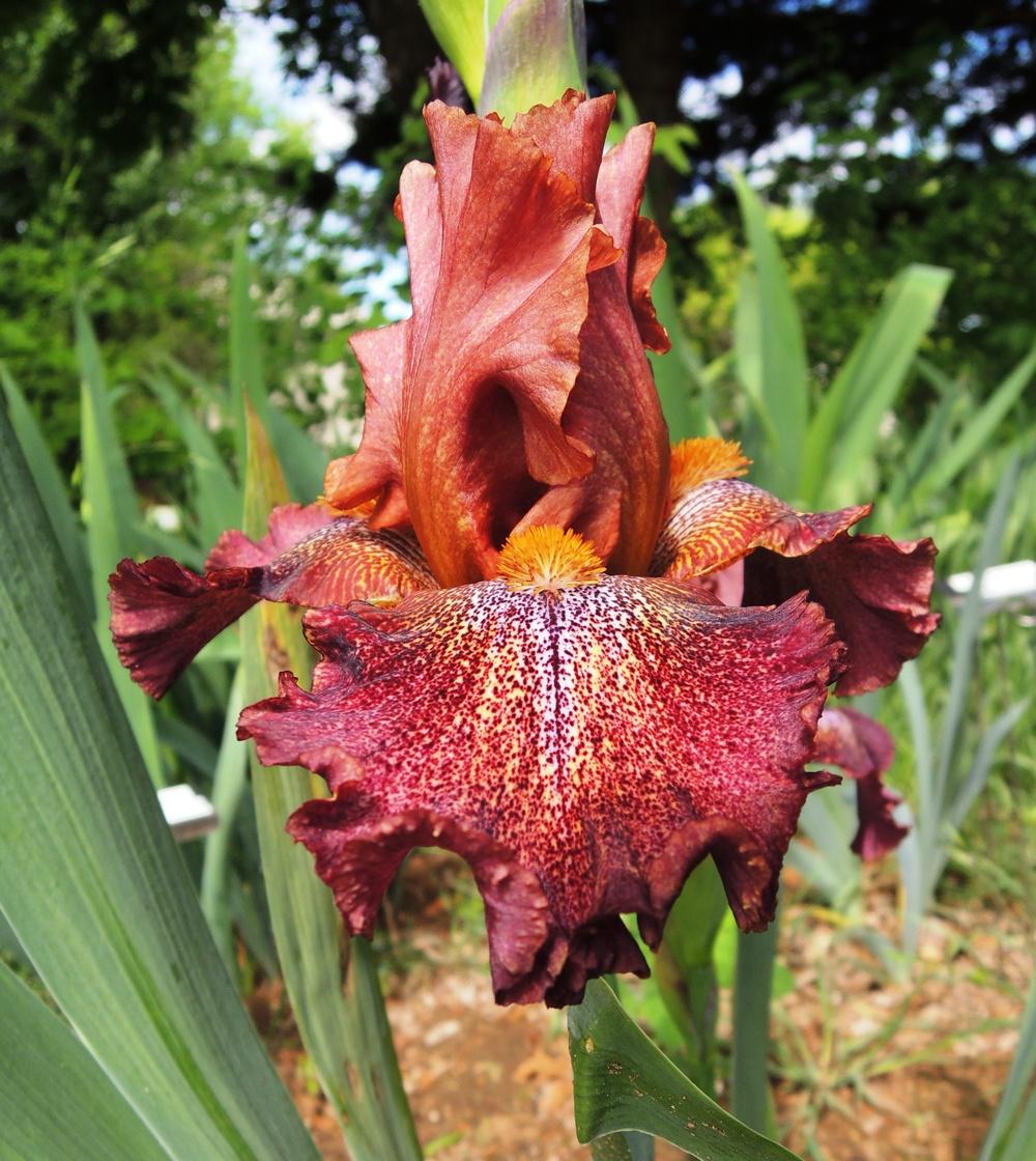 Tall Bearded Iris (Iris 'Animal Crackers') in the Irises Database ...