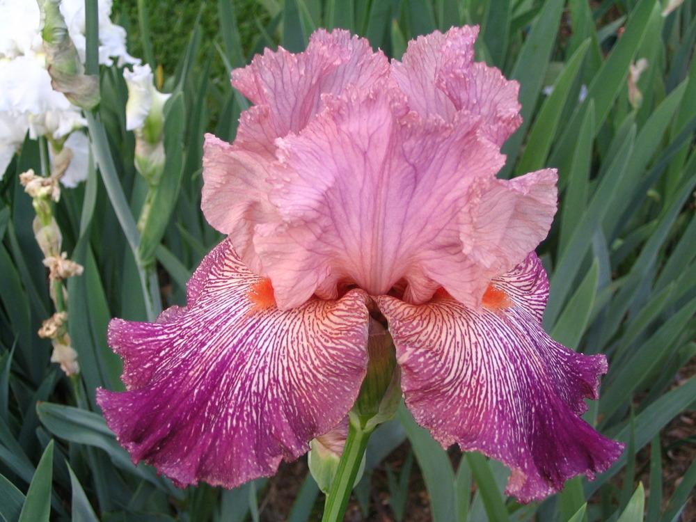 Irises with lines and stripes in the Irises forum - Garden.org