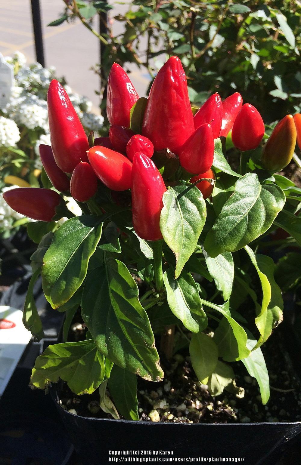 Photo of the entire plant of Ornamental Pepper (Capsicum annuum 'Salsa ...