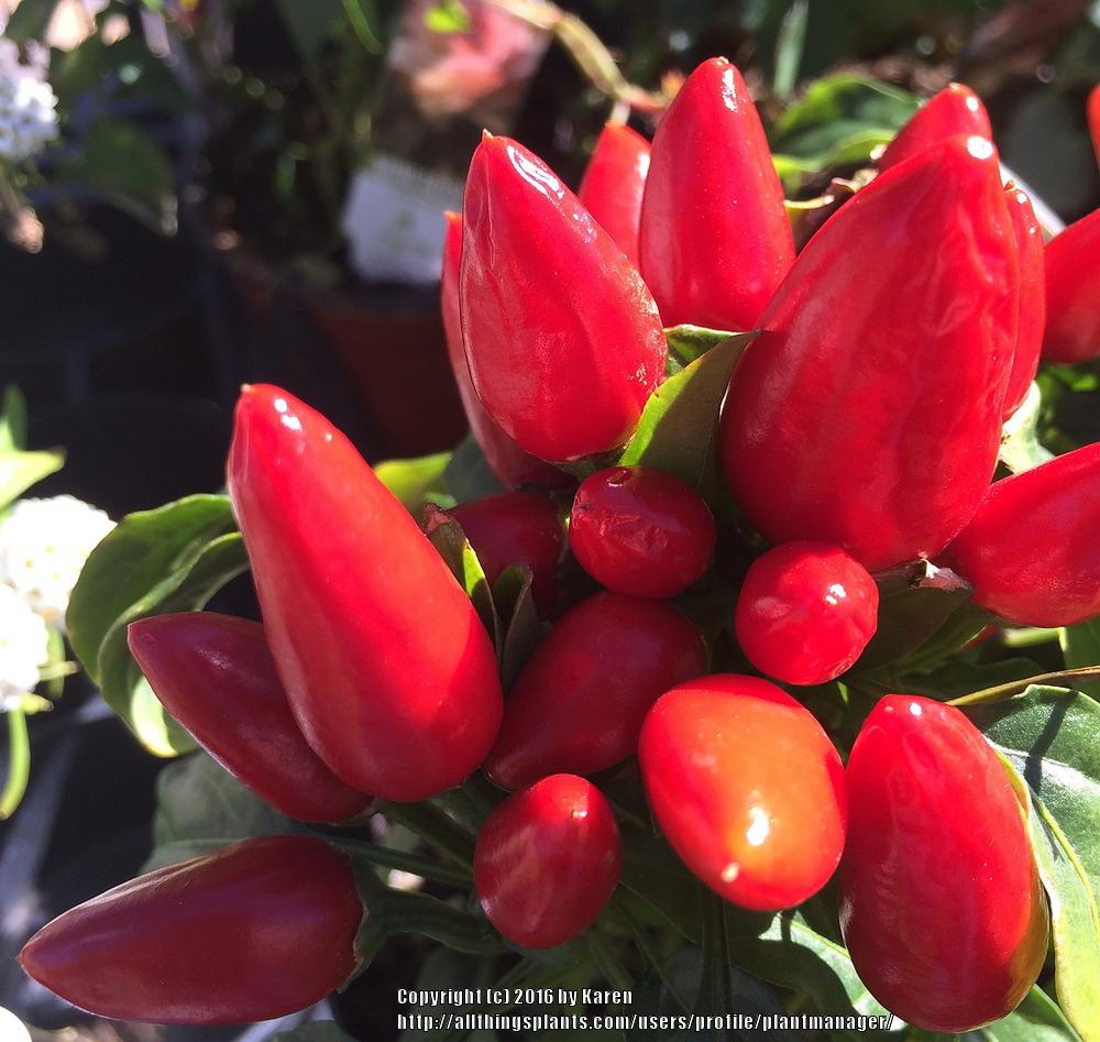 Ornamental Pepper (Capsicum annuum 'Salsa Red') in the Peppers Database ...