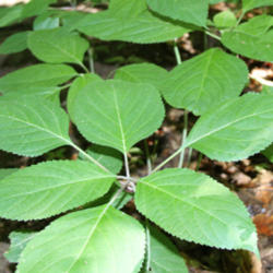 Photo of the entire plant of Stoneroot (Collinsonia canadensis) posted ...