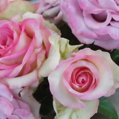 Rose (Rosa 'Esperance') in the Roses Database - Garden.org