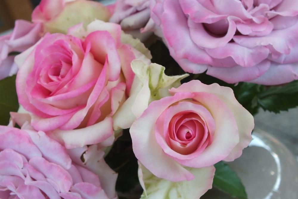 Photo of the bloom of Rose (Rosa 'Esperance') posted by sunnyvalley ...