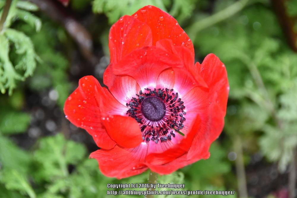 Photo of the bloom of Grecian Windflower (Anemone coronaria Mona Lisa ...