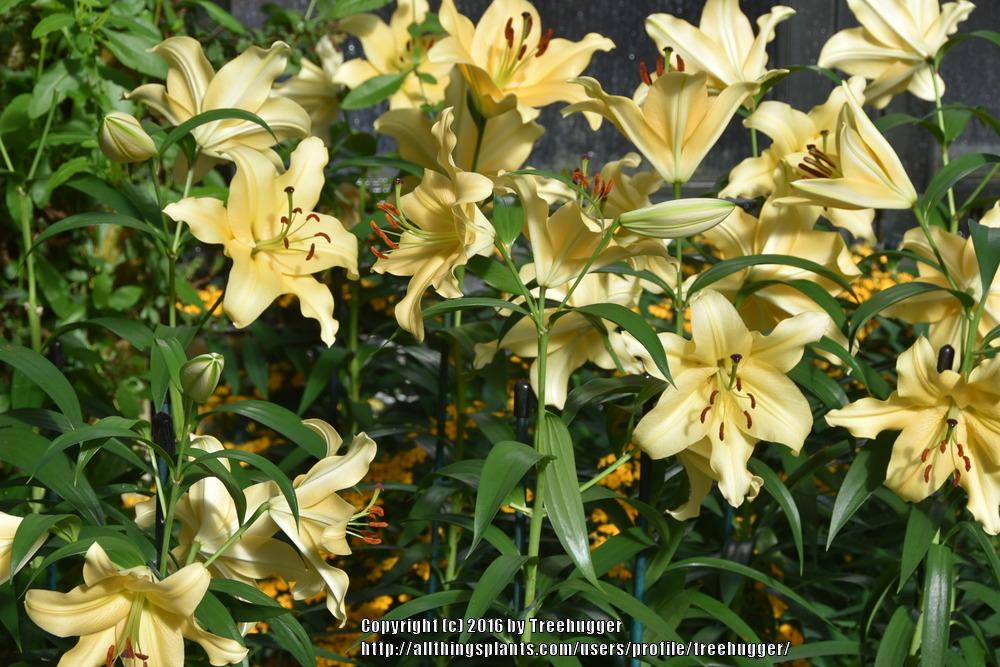 Photo of the entire plant of Lily (Lilium 'Corcovado') posted by ...